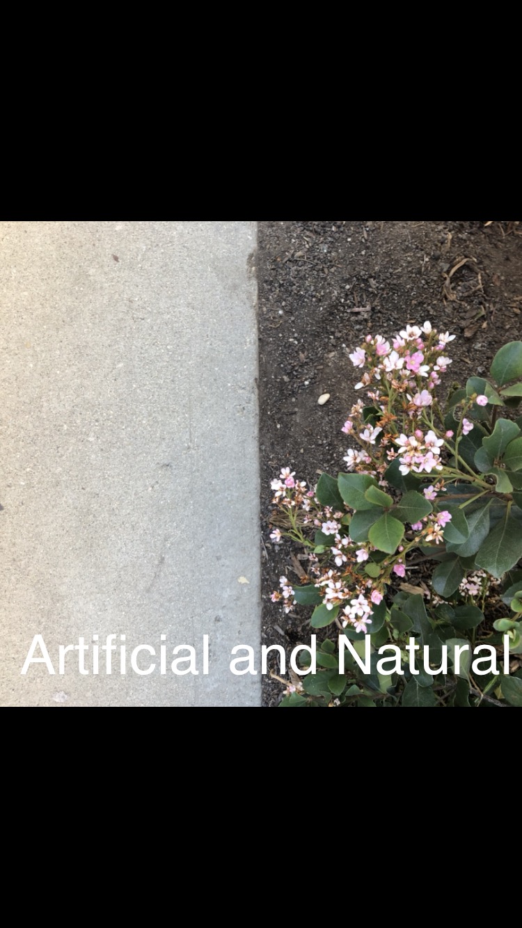 Artificial and Natural - Amplifier Community