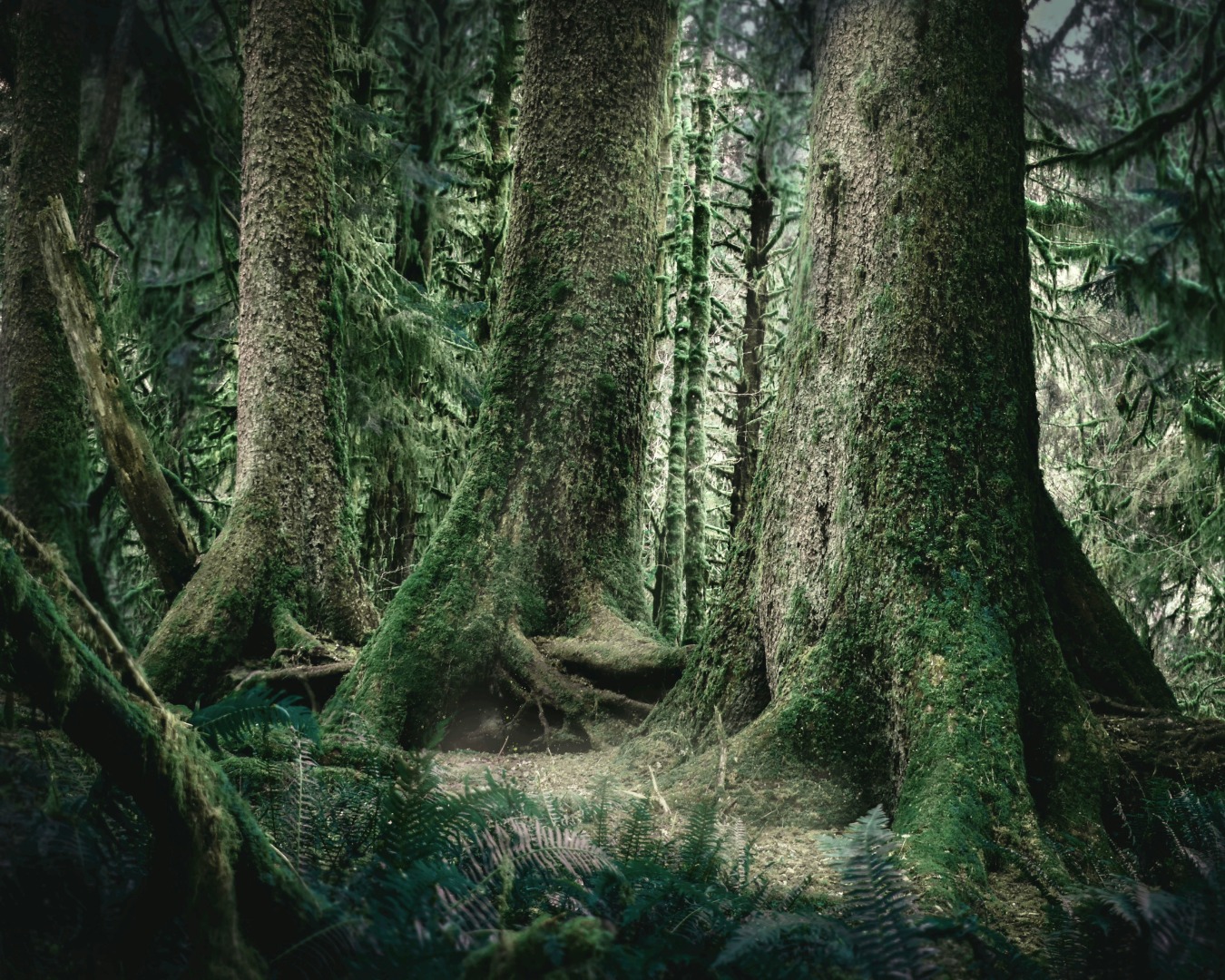 Reconnecting with Nature - Amplifier Community