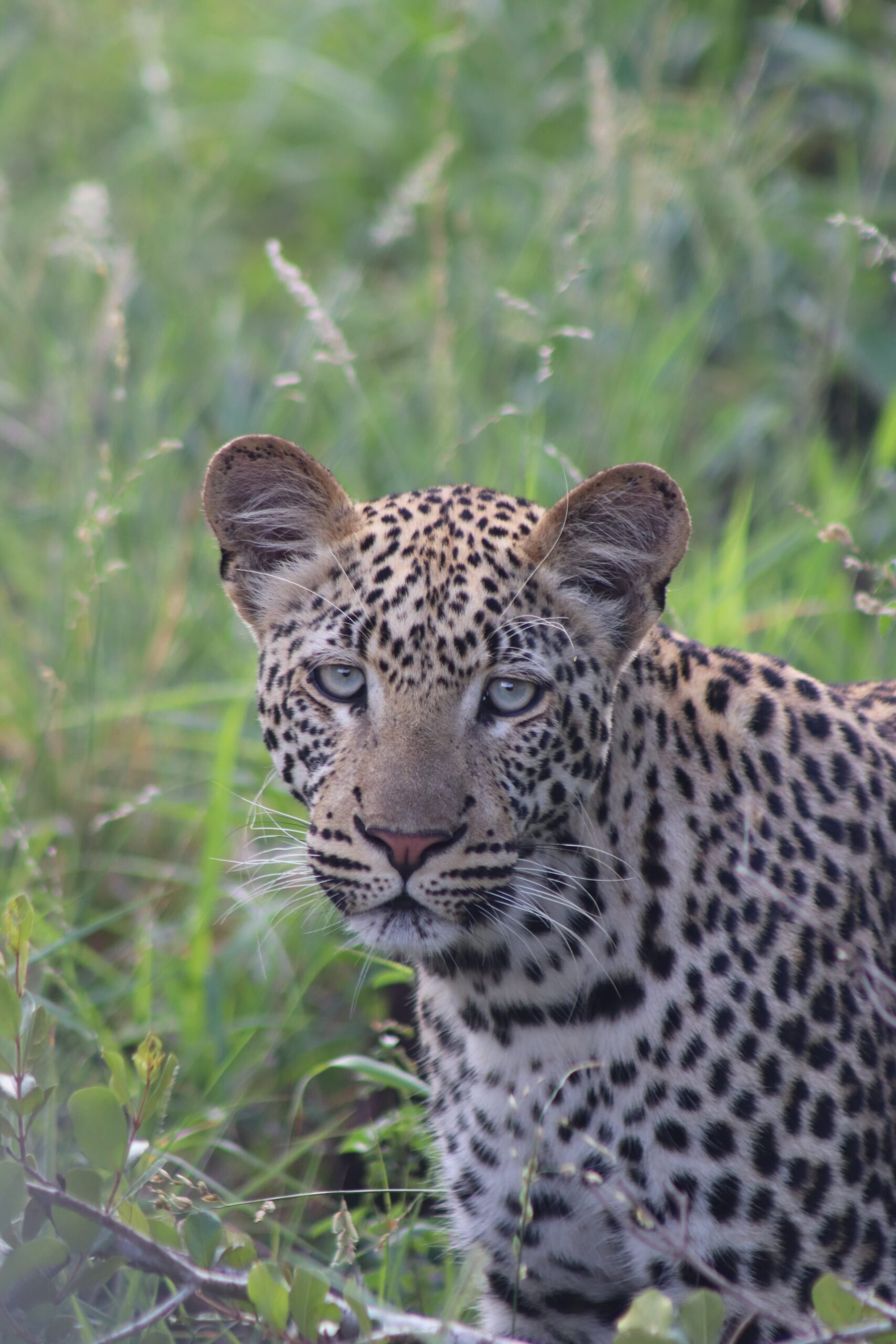 Illusive Power - Amplifier Community